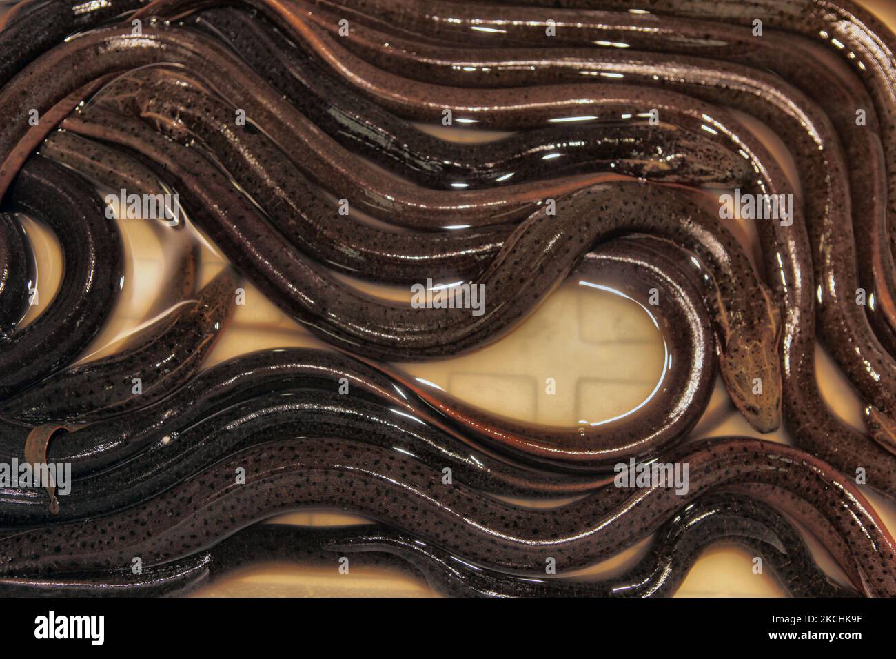 Rice paddy eel hi-res stock photography and images - Alamy