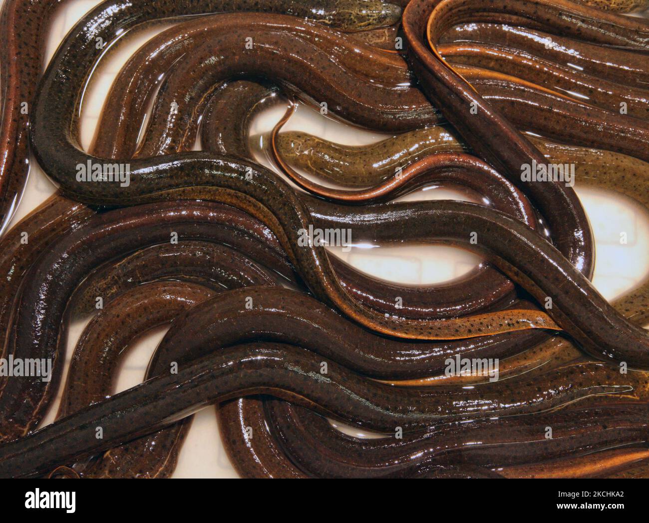 Rice paddy eel hi-res stock photography and images - Alamy