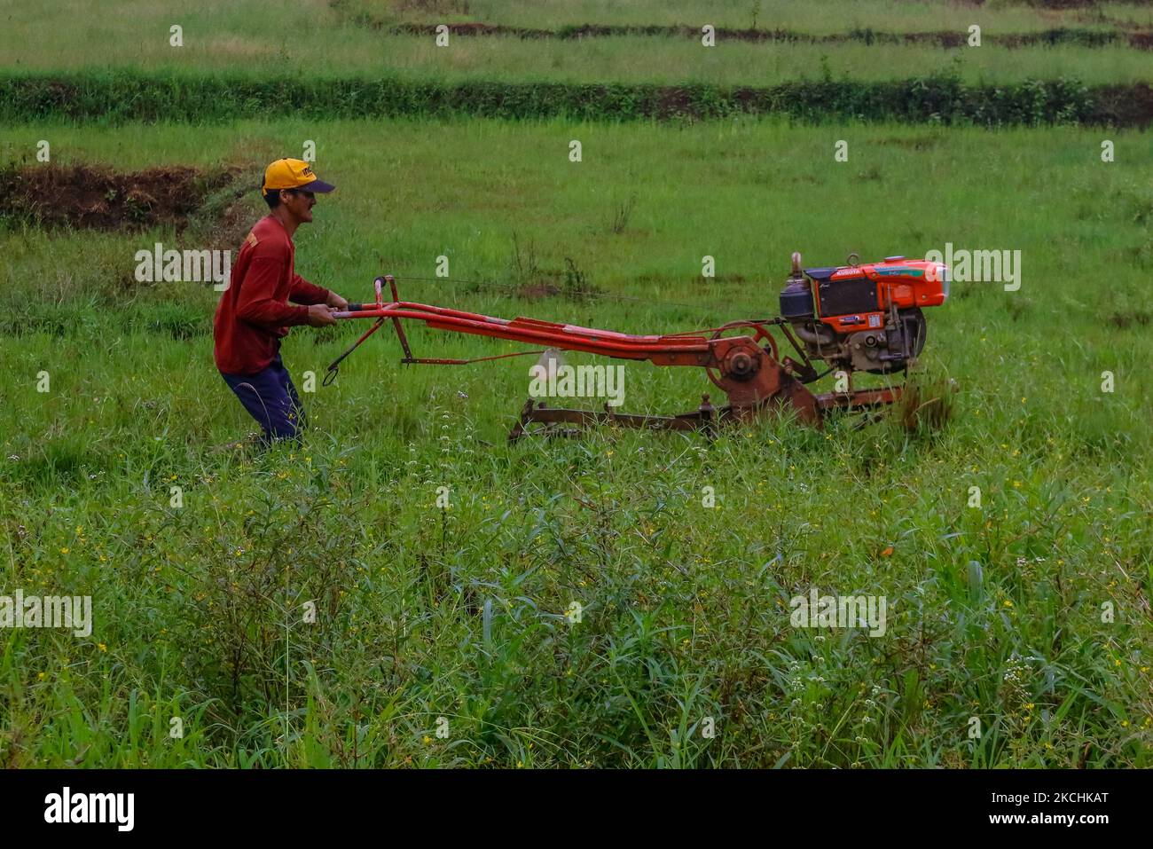 Rice farmers of Calawis in Antipolo City, Philippines are plowing the ...