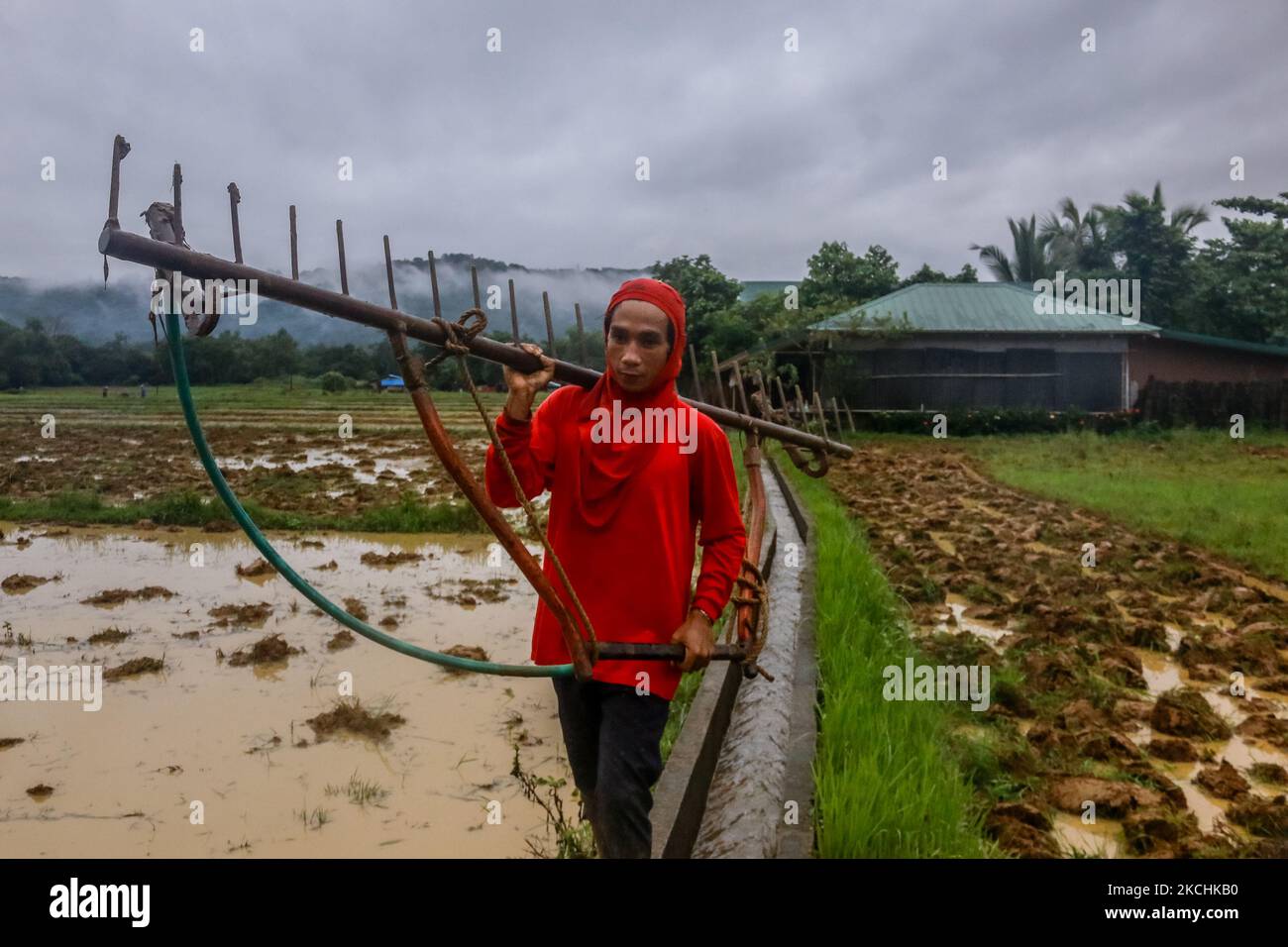 Rice farmers of Calawis in Antipolo City, Philippines are plowing the ...