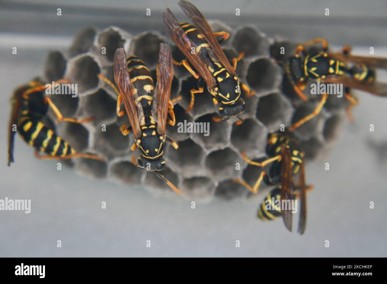 European paper wasps (Polistes dominula) on a small nest in Ontario ...
