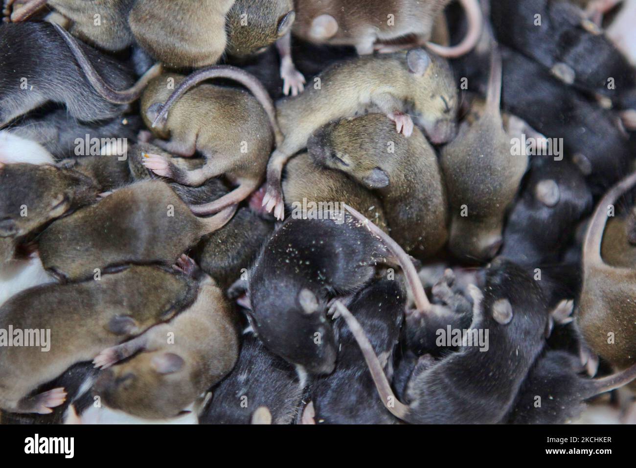 Small rats cuddling together in a pile in Ontario, Canada. (Photo by ...