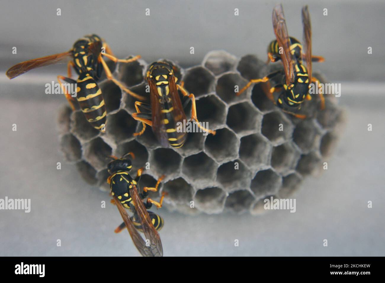 European paper wasps (Polistes dominula) on a small nest in Ontario ...