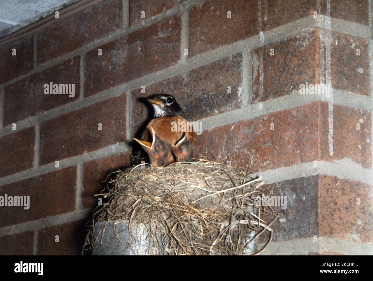 American robin feeding young in nest hi-res stock photography and ...