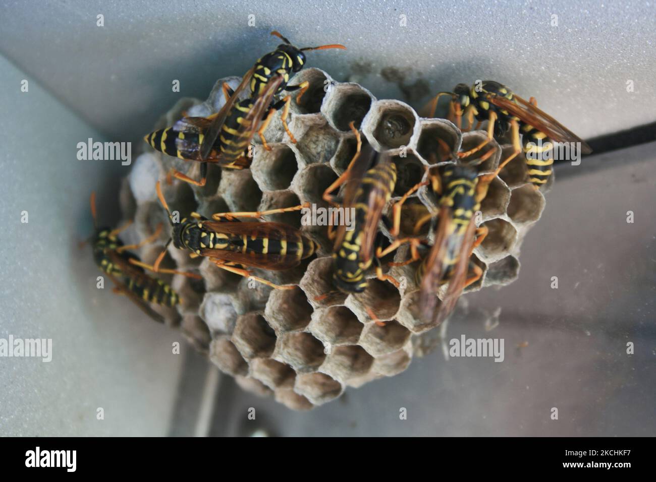 European paper wasps (Polistes dominula) on a small nest in Ontario ...