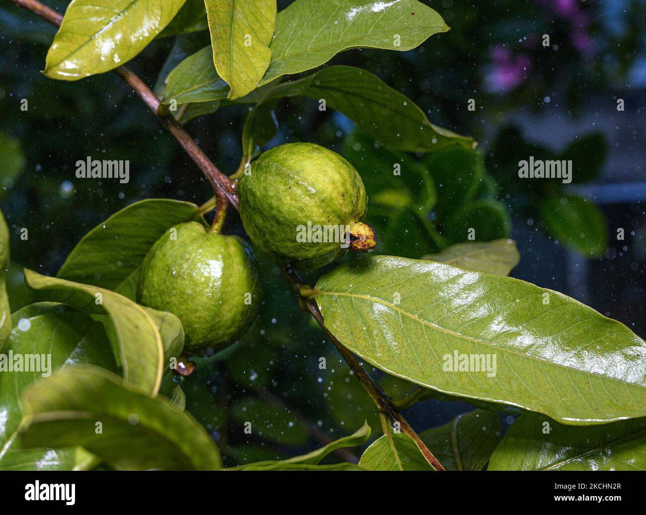 A guava tree is seen during Monsoon rain at Tehatta, West Bengal, India ...
