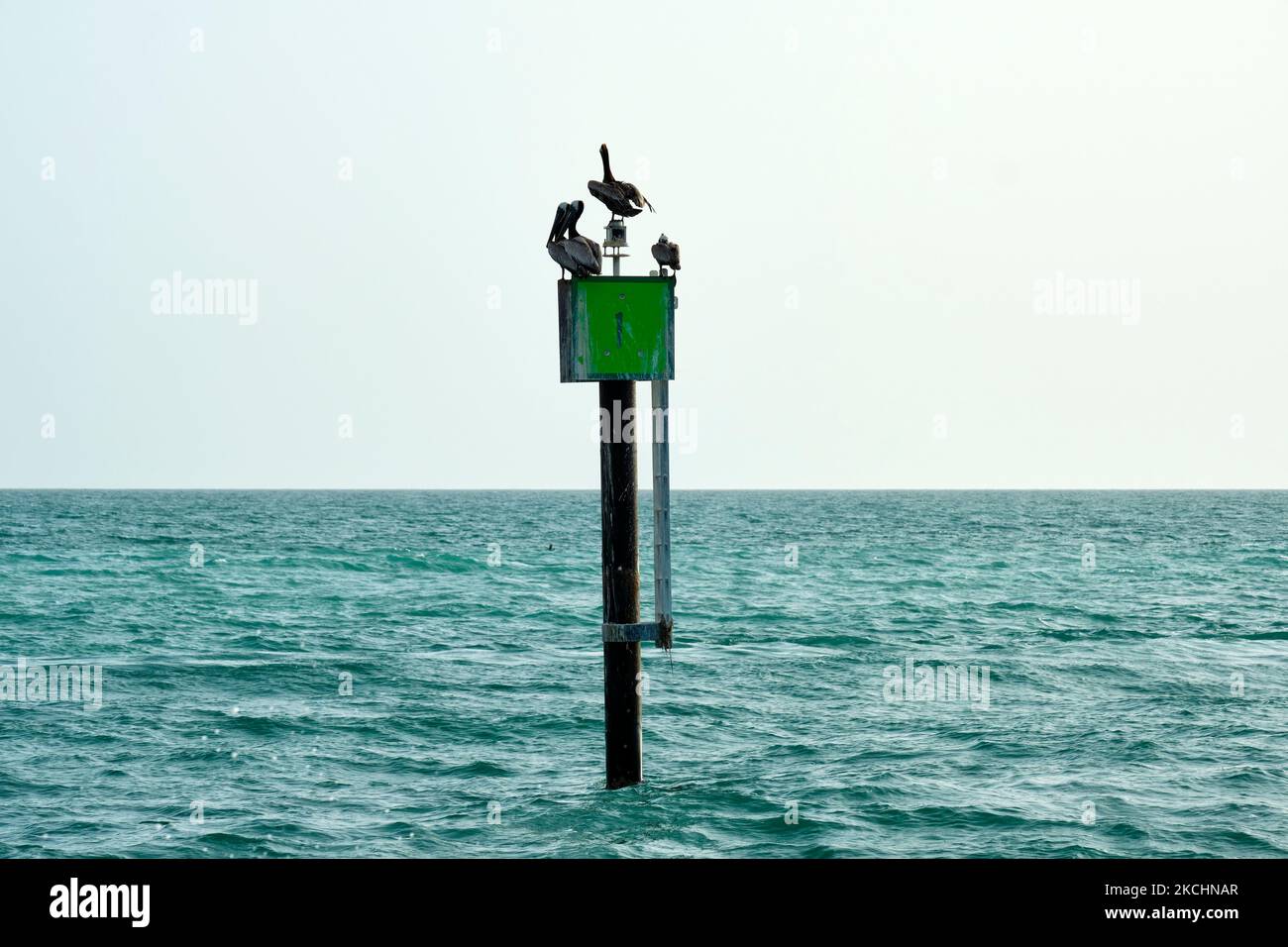 Sea bird pelican sitting on top of metal pipe with signs far from shore ...
