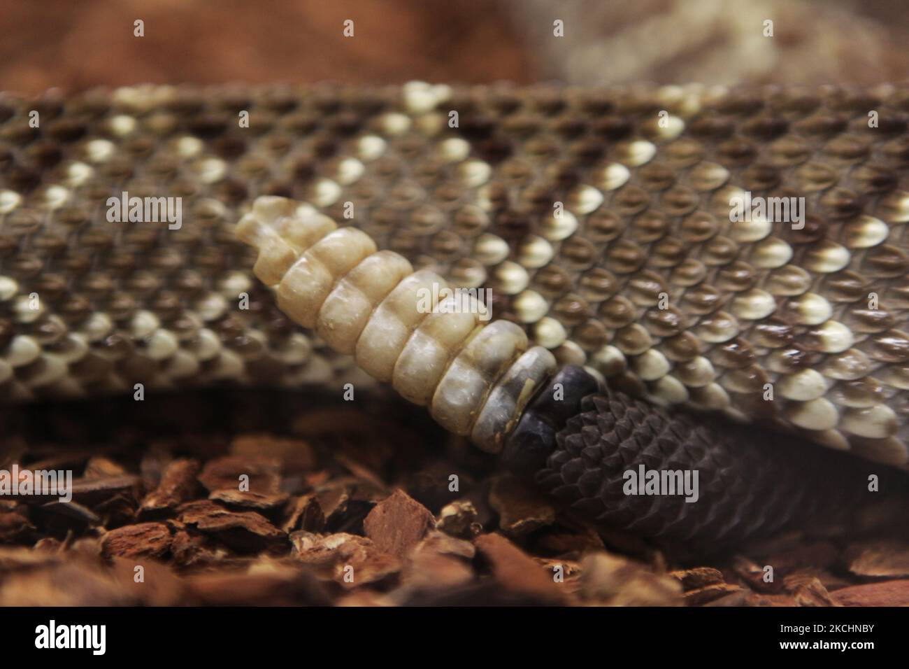Close-up of the rattle on a Neo-tropical rattlesnake (Crotalus durissus ...