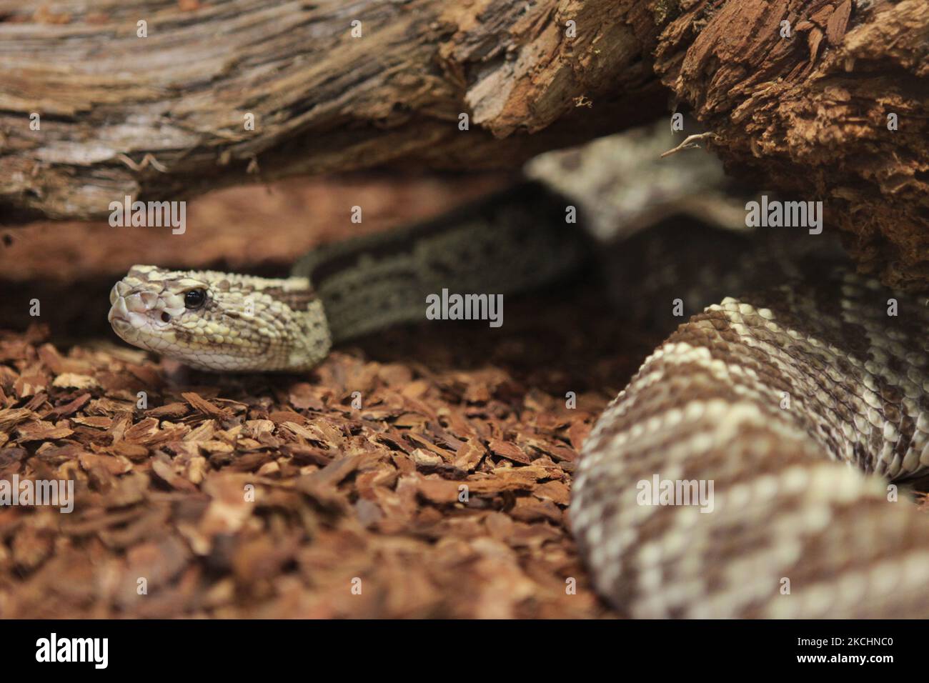 Neo-tropical rattlesnake (Crotalus durissus) in Ontario, Canada. (Photo ...