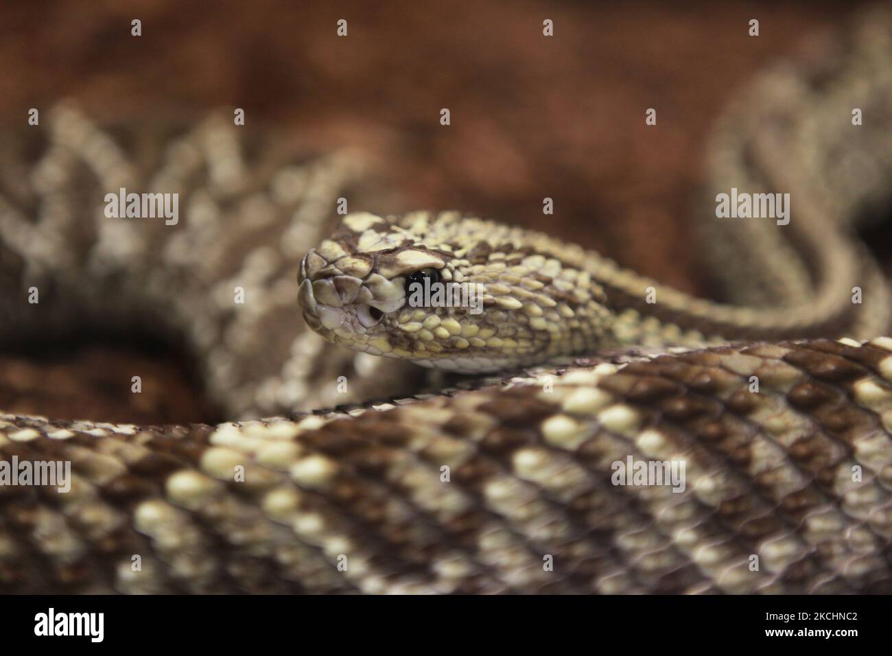 Neo-tropical rattlesnake (Crotalus durissus) in Ontario, Canada. (Photo ...