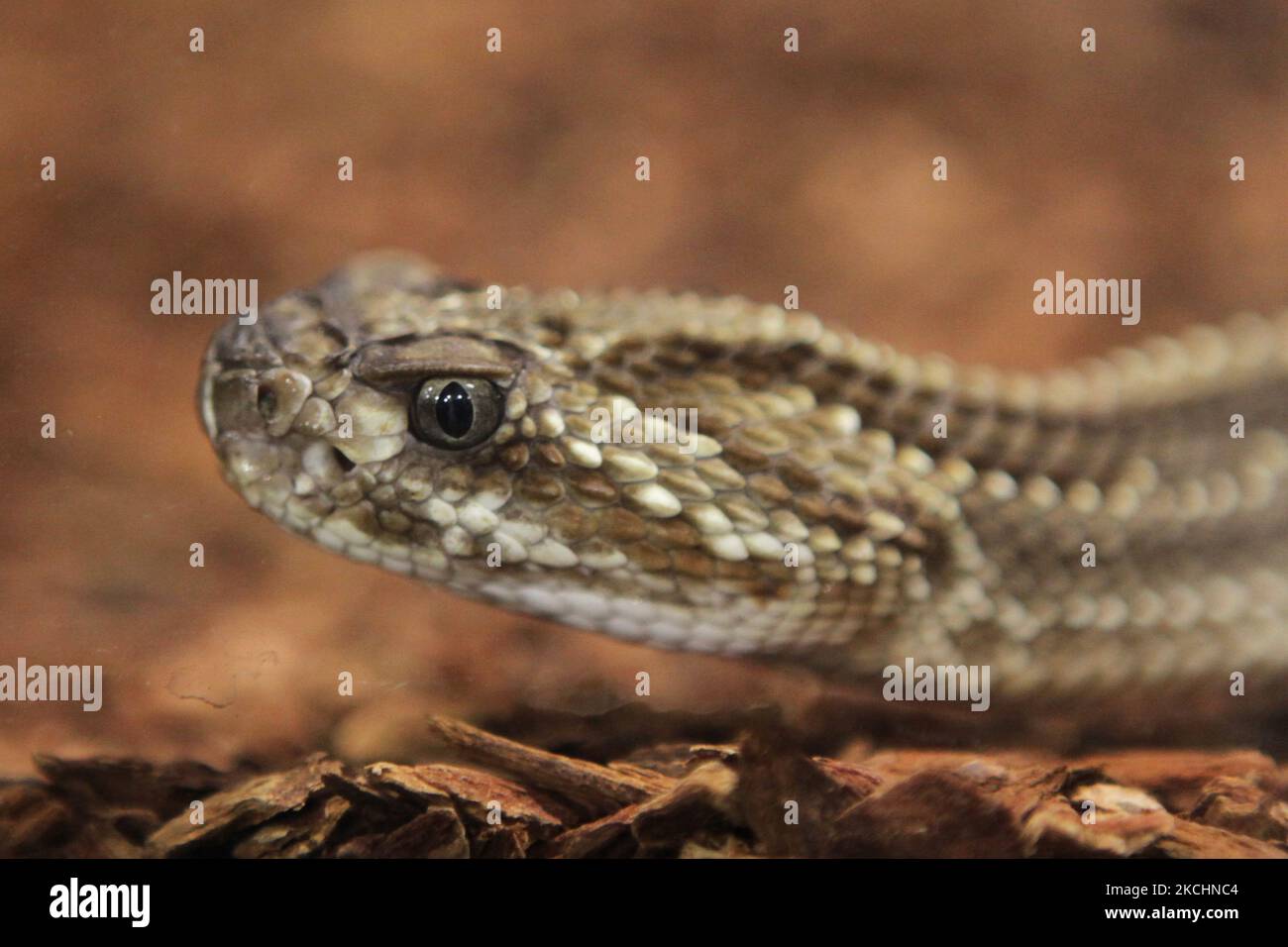 Neo-tropical rattlesnake (Crotalus durissus) in Ontario, Canada. (Photo ...