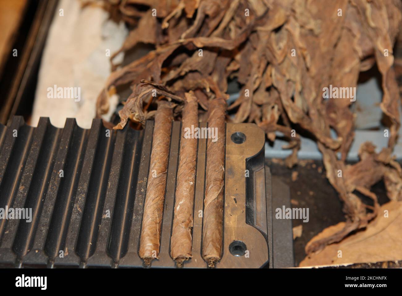 Freshly rolled cigars in a cigar press along with tobacco leaves on the ...