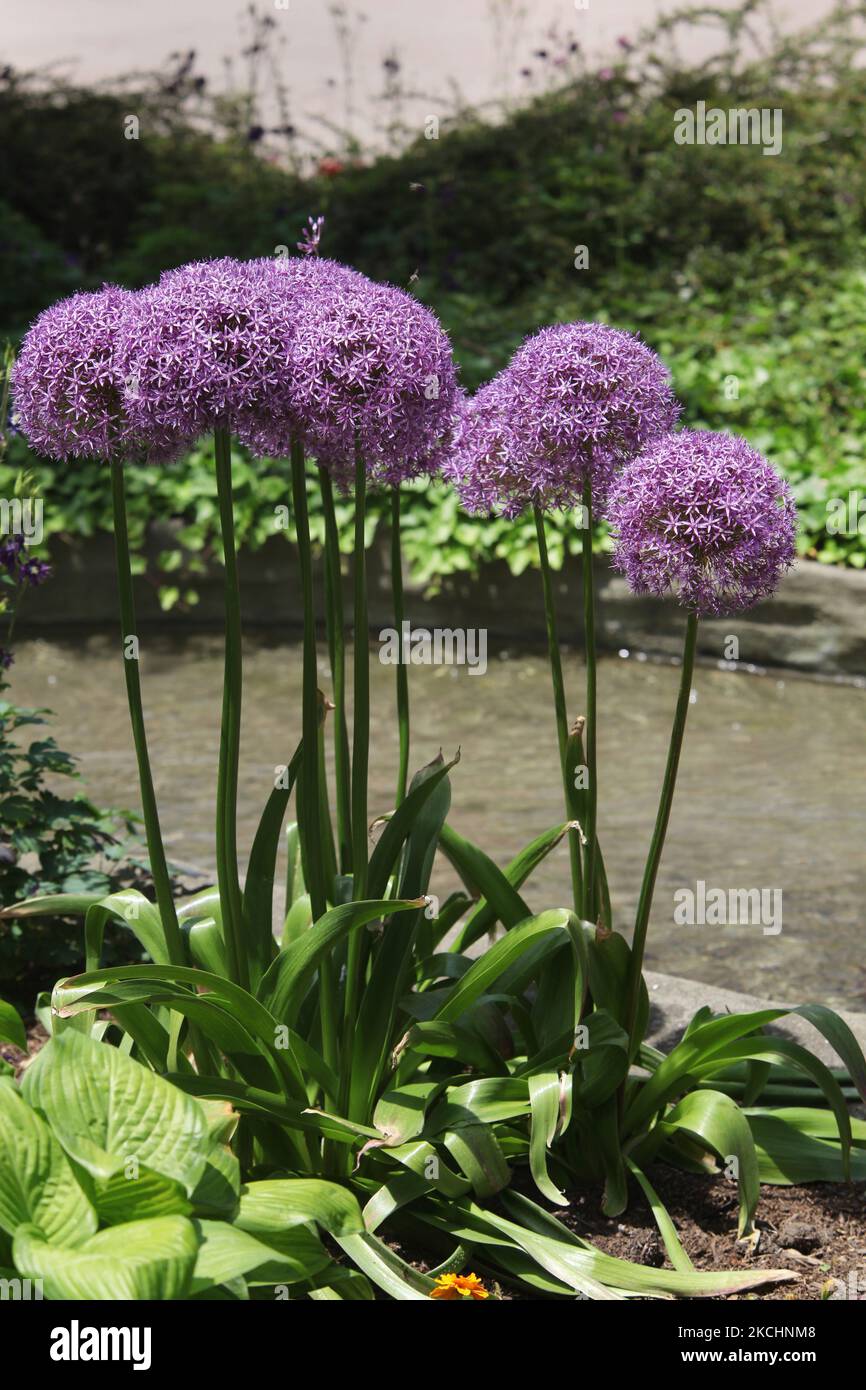 Purple allium flowers (Allium hollandicum) growing in a small garden in ...