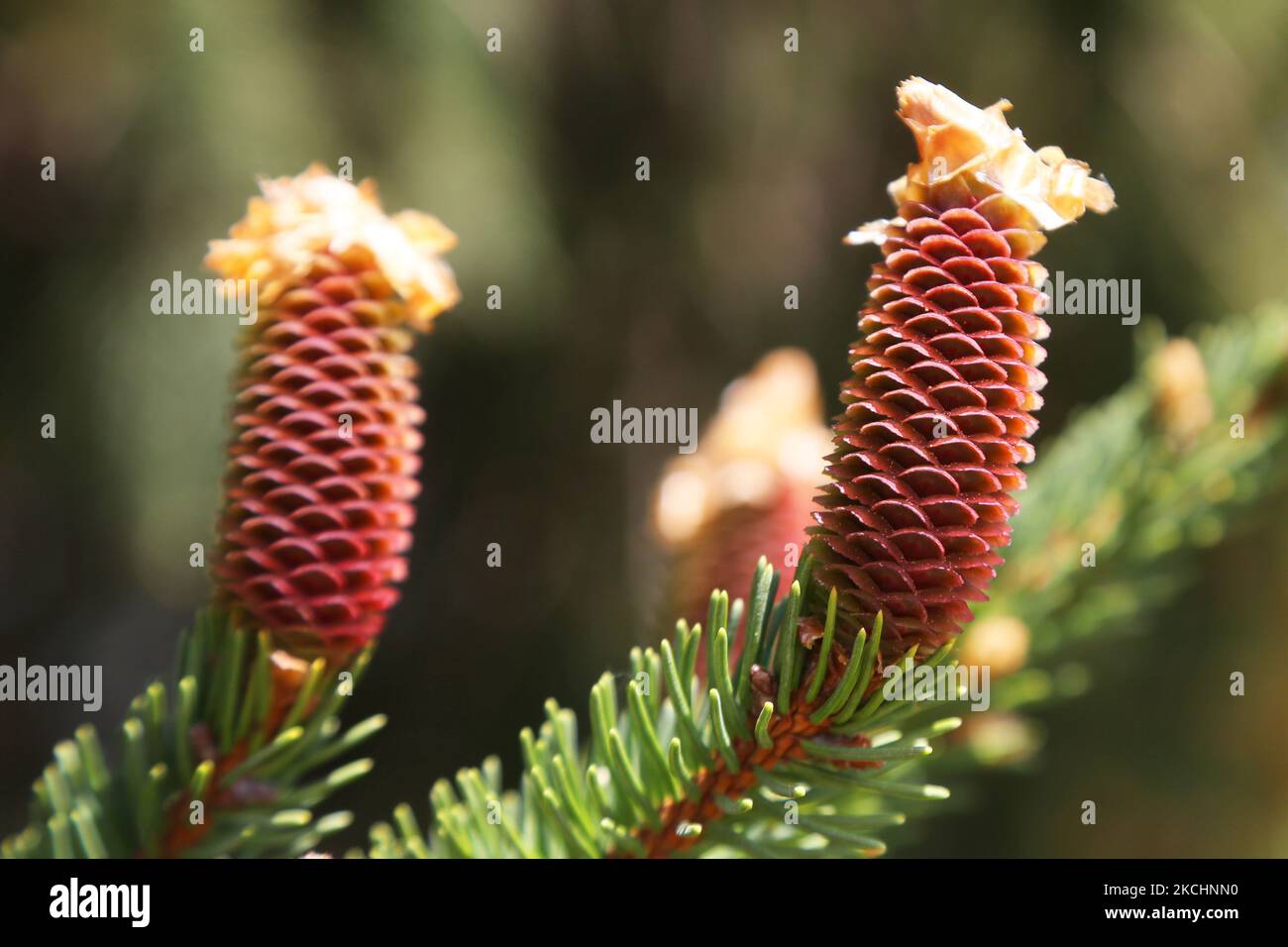 New growth on pine tree branches hi-res stock photography and images ...