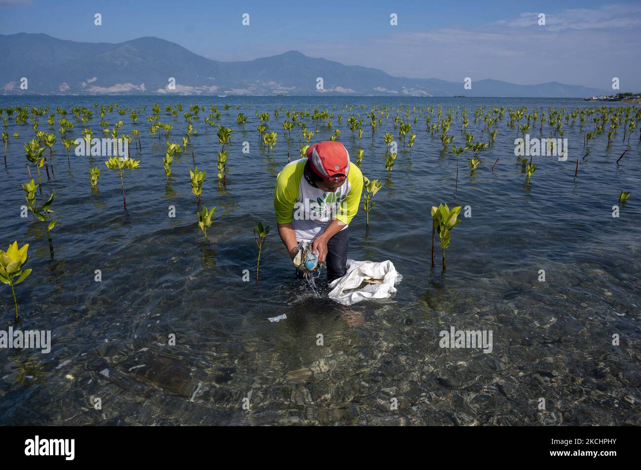 A volunteer picks up plastic waste in a mangrove conservation area on ...