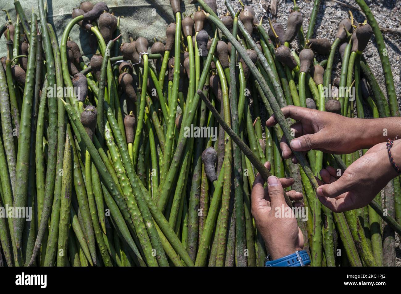Volunteers select mangrove tree seedlings to be planted in a mangrove ...
