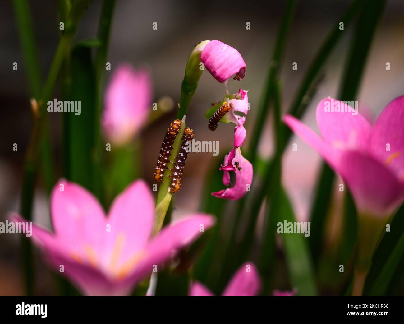 A photo taken in Tehatta, West Bengal; India on 26 July 2021 show a ...