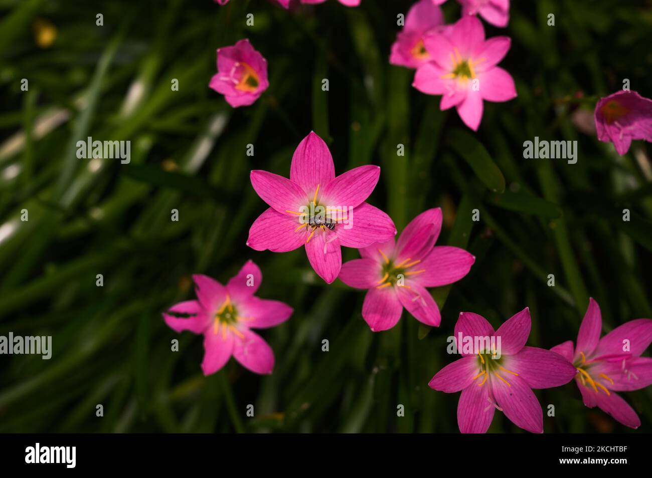 Buzz pollination fruit hi-res stock photography and images - Alamy