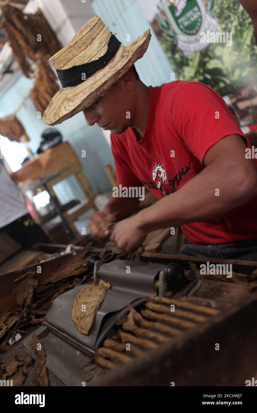 Worker sits at a work bench as he hand rolls cigars using loose tobacco ...