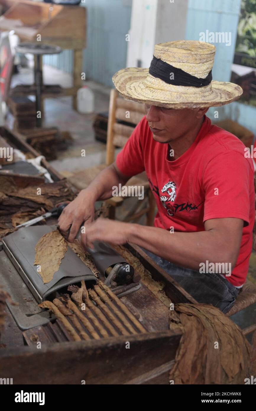 Worker sits at a work bench as he hand rolls cigars using loose tobacco ...