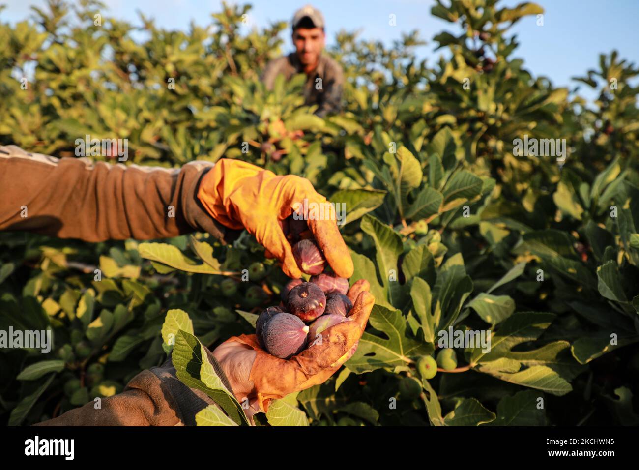 Palestinian farmers harvest fig in a field, in gaza city on July 28 ...
