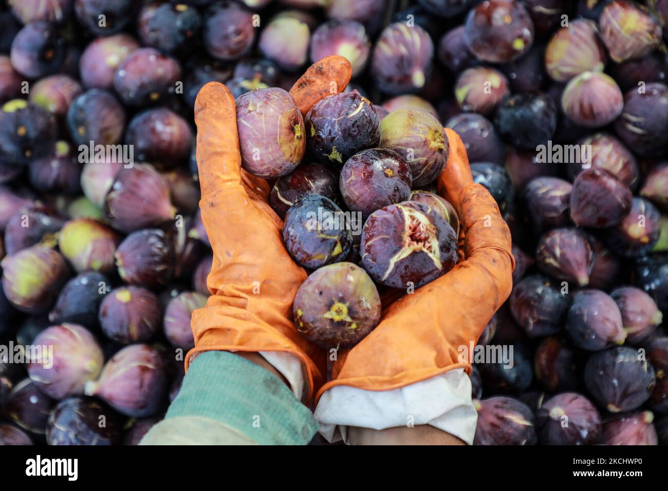 A Palestinian farmer shows fig collected from a field a field, in gaza ...