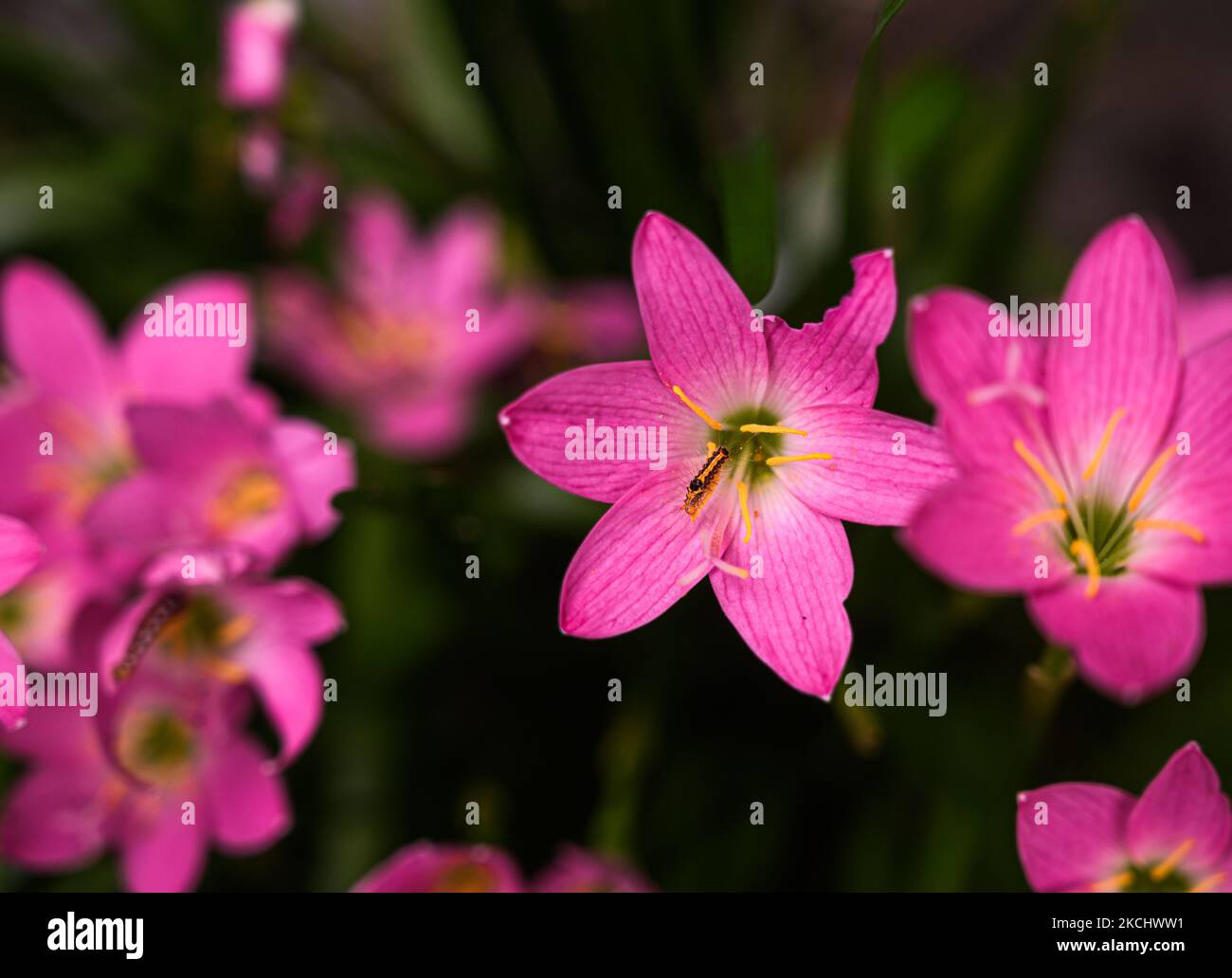 A tussock moths caterpillar (Orvasca sp.) is on the Pink rain lily ...