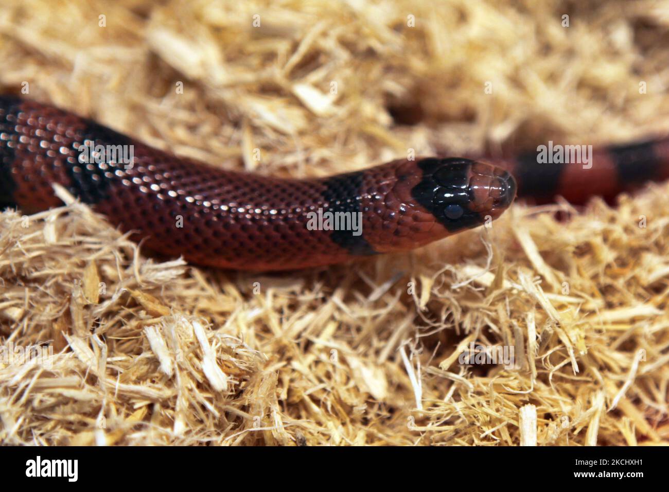 Tangerine Honduran Milk Snake (Lampropeltis triangulum hondurensis) on ...