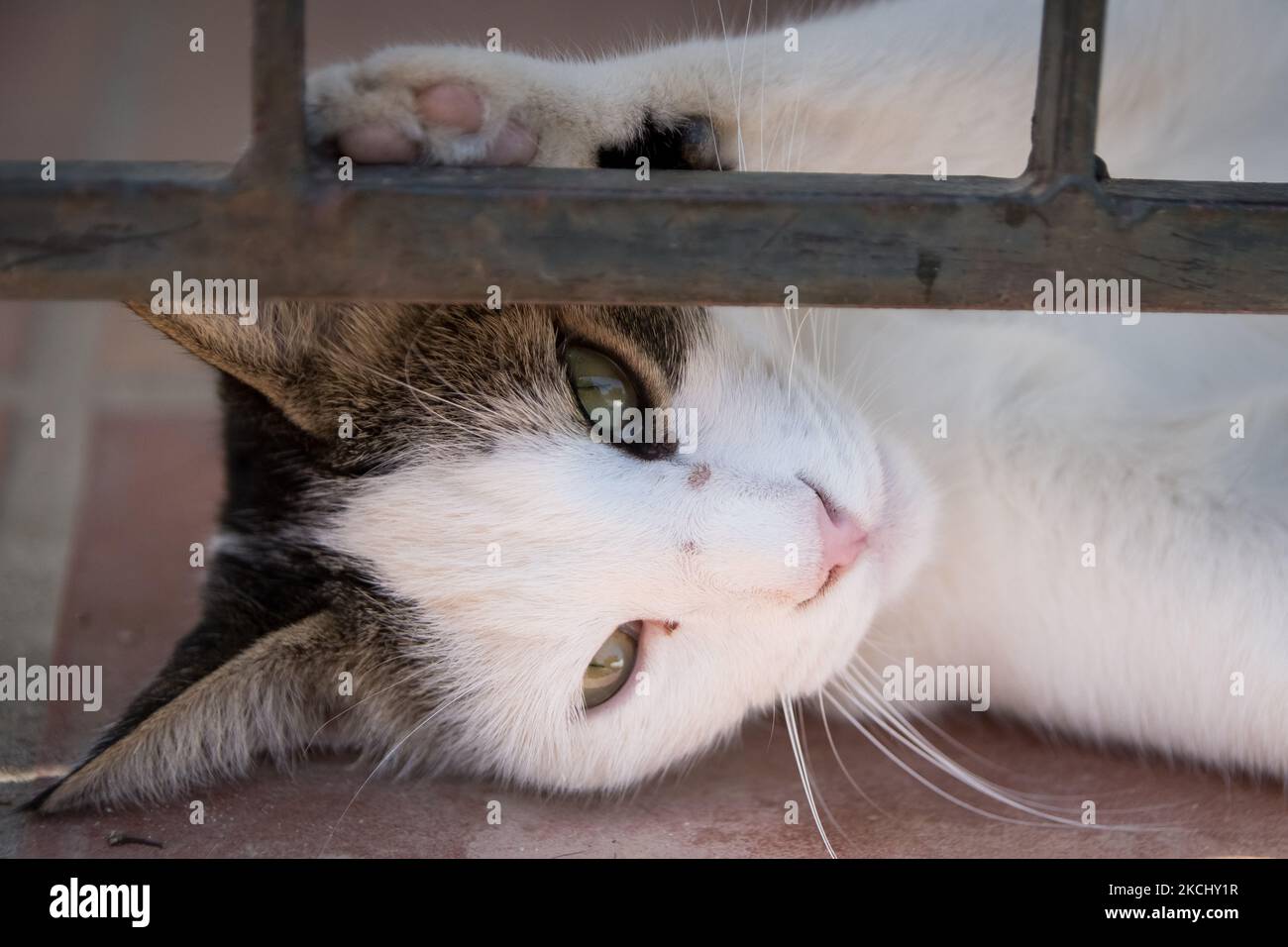 A close-up cat portrait in Chania, Crete Island, Greece on July 29 ...