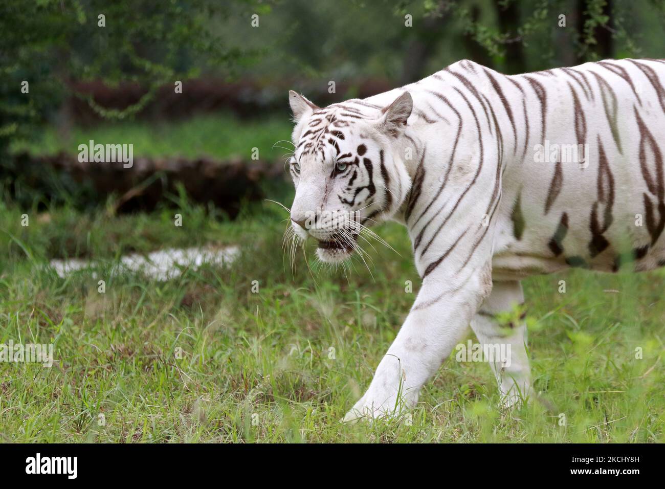 White Tiger Novel Movie
