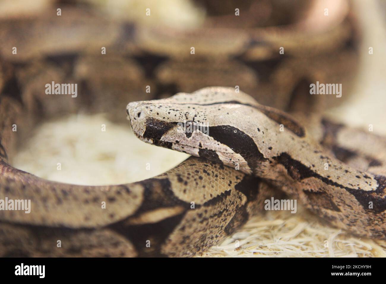 Boa constrictor curled up snake hi-res stock photography and images - Alamy