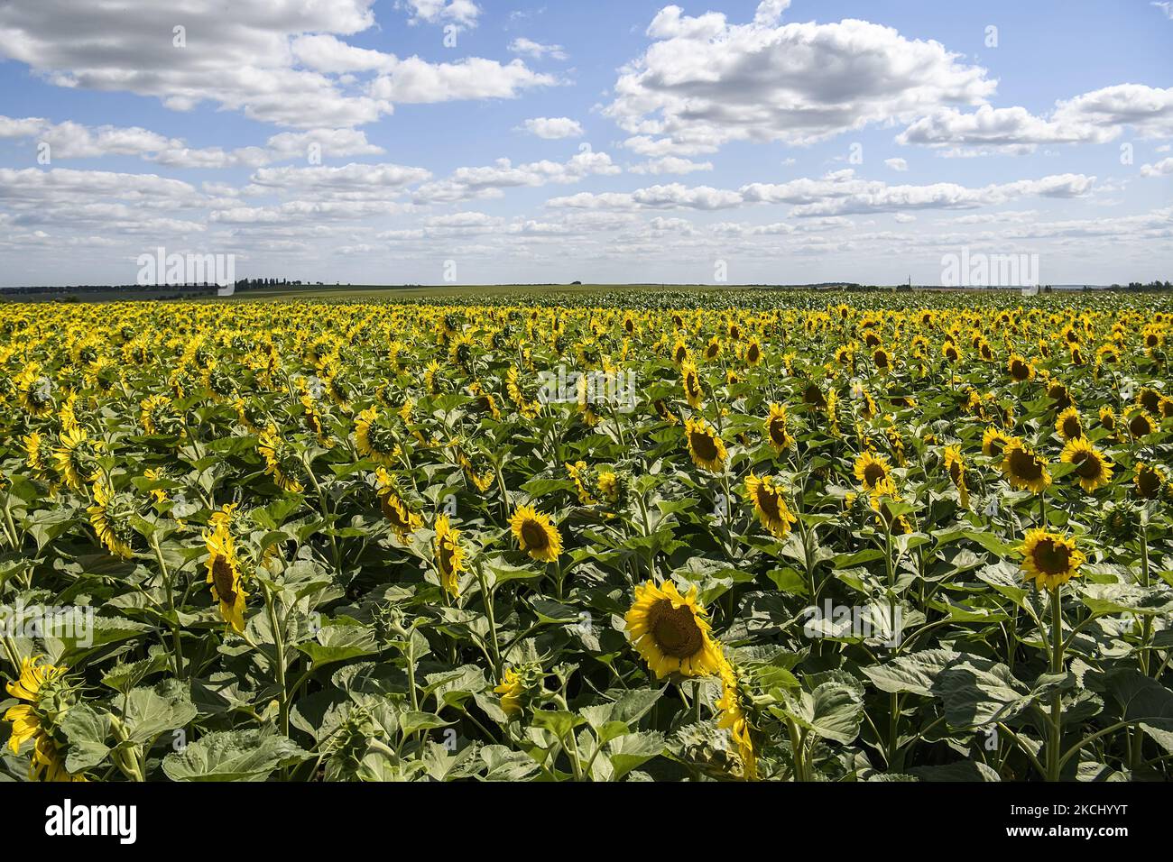 Sunflower field in Vinnytsia region, Ukraine. July 2021 (Photo by Maxym ...
