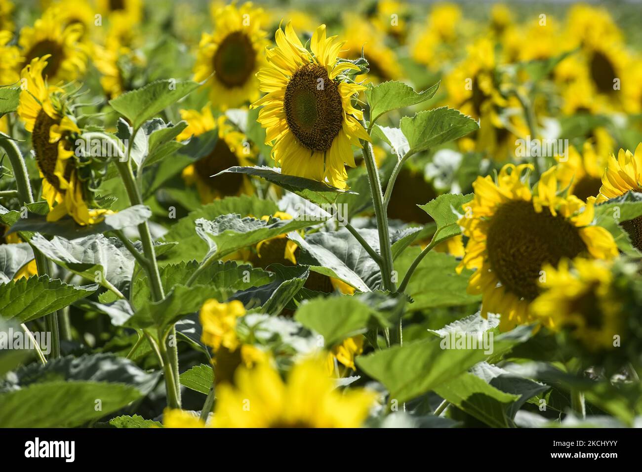 Sunflower field in Vinnytsia region, Ukraine. July 2021 (Photo by Maxym ...
