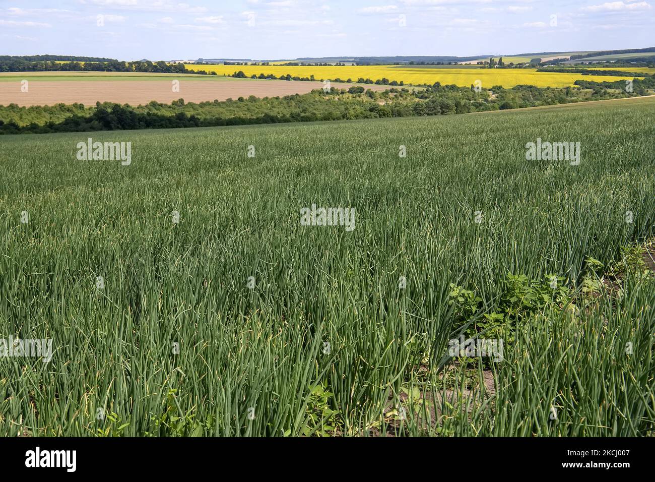 Farm fields with various crops in Vinnytsia region, Ukraine. July 2021 ...