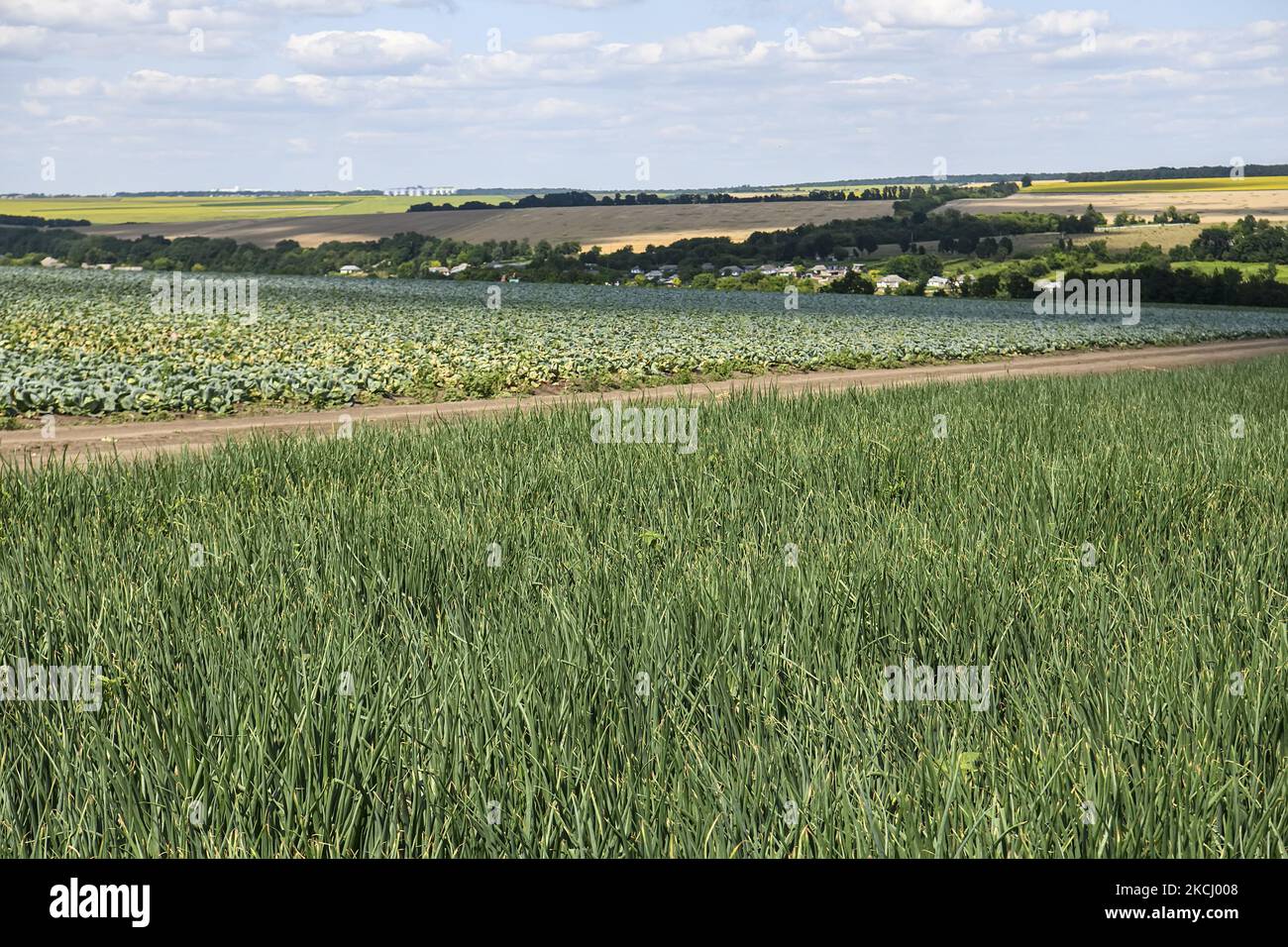 Farm fields with various crops in Vinnytsia region, Ukraine. July 2021 ...
