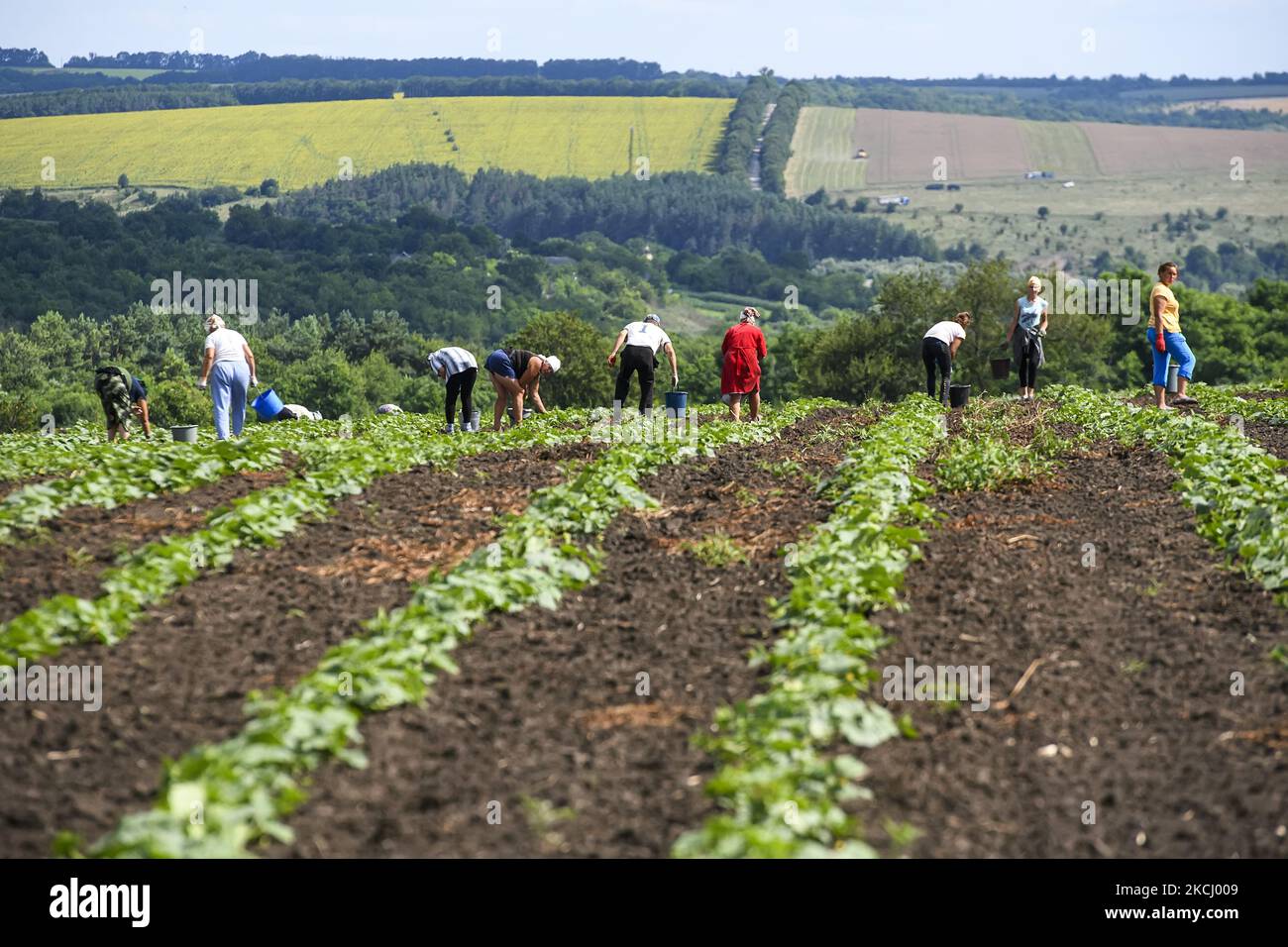 Agricultural work on a farm field in Vinnytsia region, Ukraine. July ...