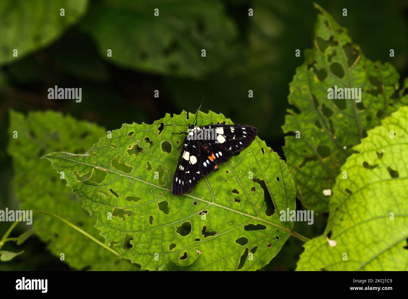 Blue-spotted Forester Moth (Episteme adulatrix) or the day flying moth ...