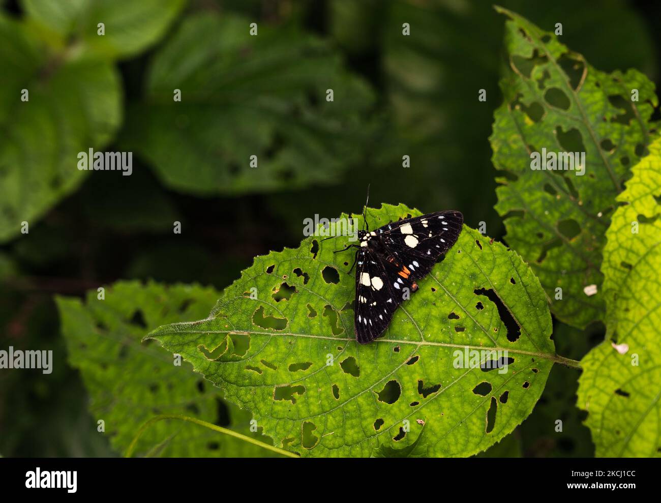 Episteme adulatrix hi-res stock photography and images - Alamy