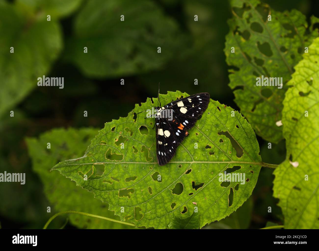 Episteme adulatrix hi-res stock photography and images - Alamy