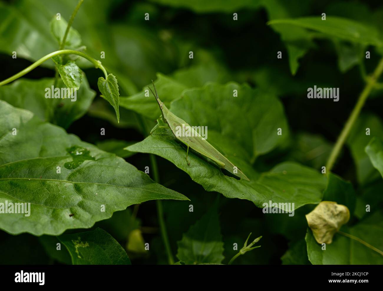 A tobacco grasshopper (Atractomorpha crenulata) is successfully ...