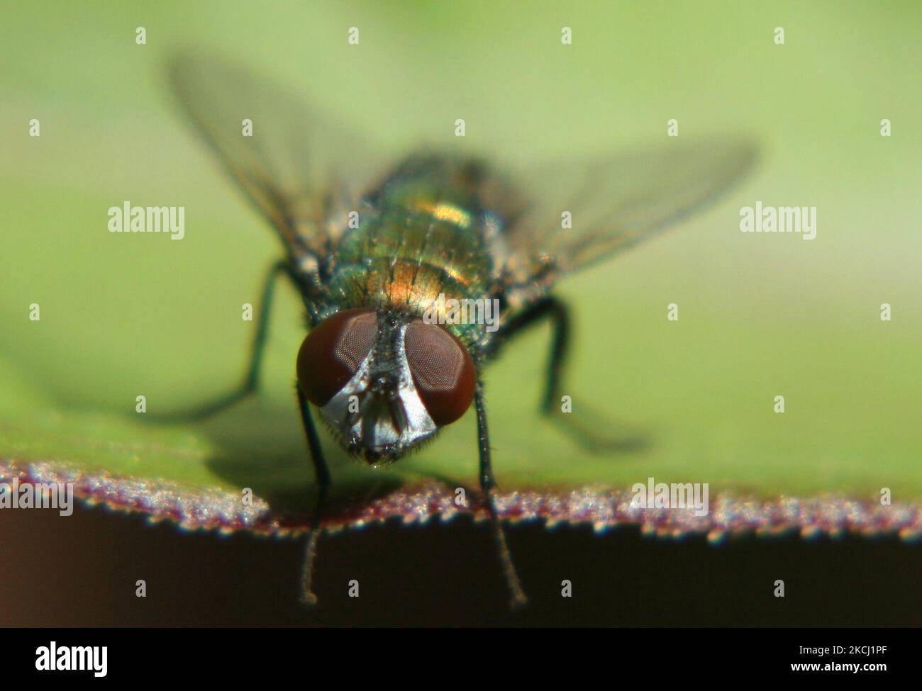 Common green bottle fly (Lucilia sericata) rubbing its front legs ...