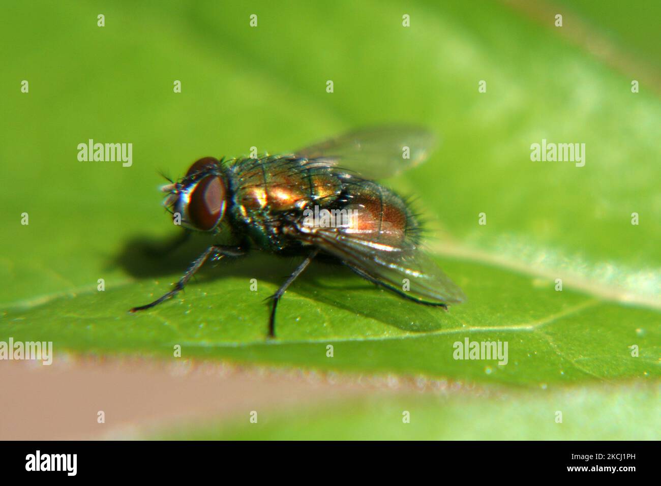 Common green bottle fly (Lucilia sericata) on a leaf in Ontario, Canada ...