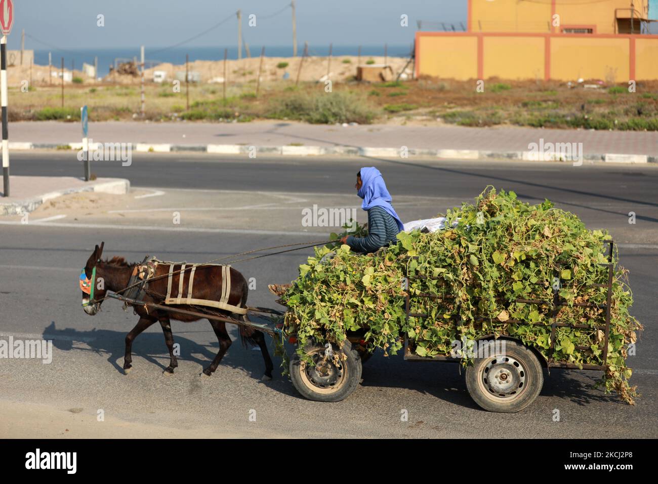 Loaded donkey hi-res stock photography and images - Alamy