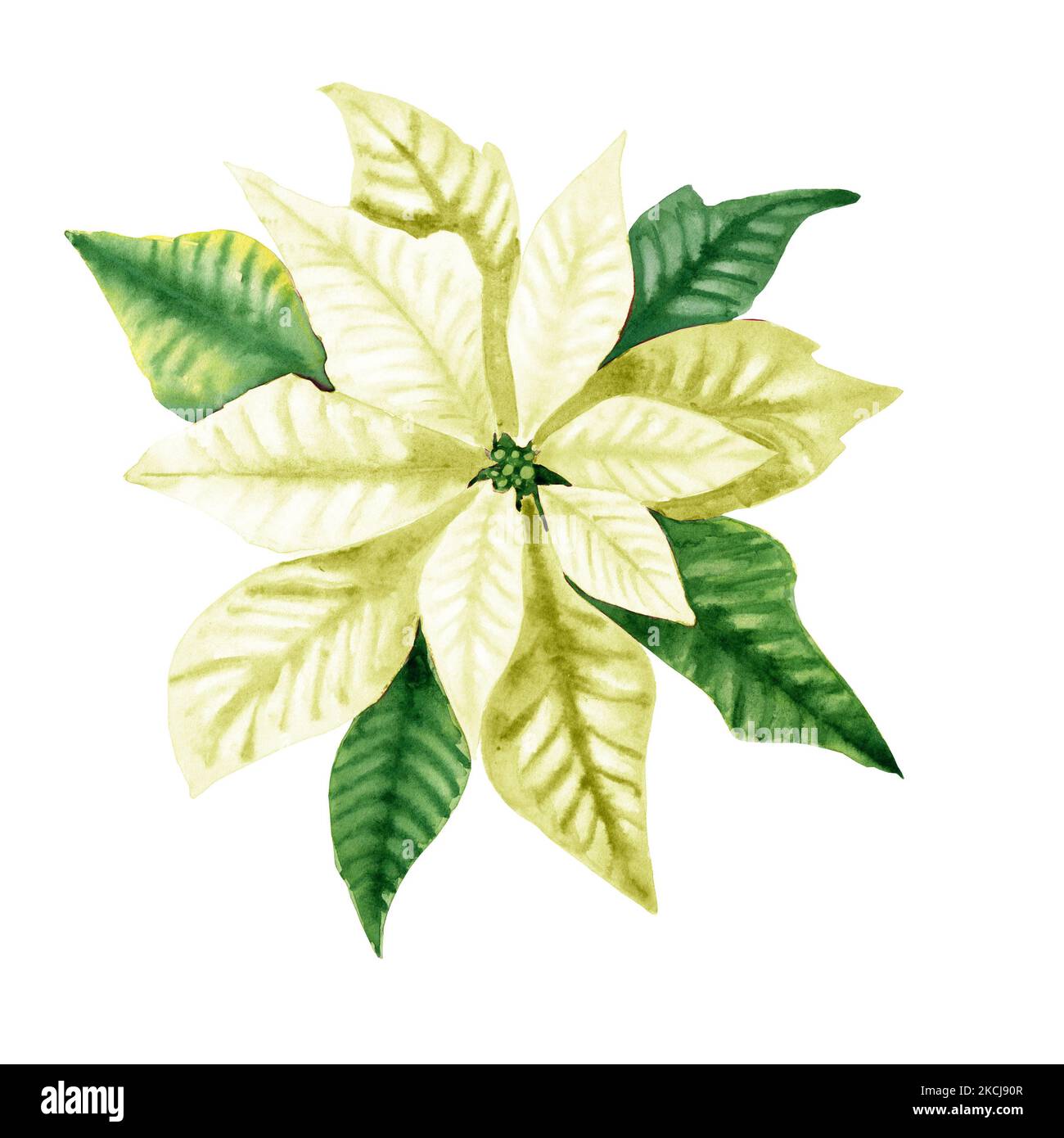 White poinsettia Christmas flower watercolor illustration. Hand drawn ...