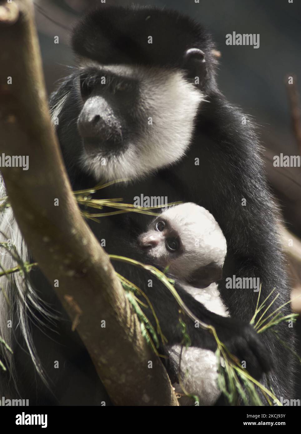 Two-month old Colombus Monkey cub hug by her mother in an isolation ...