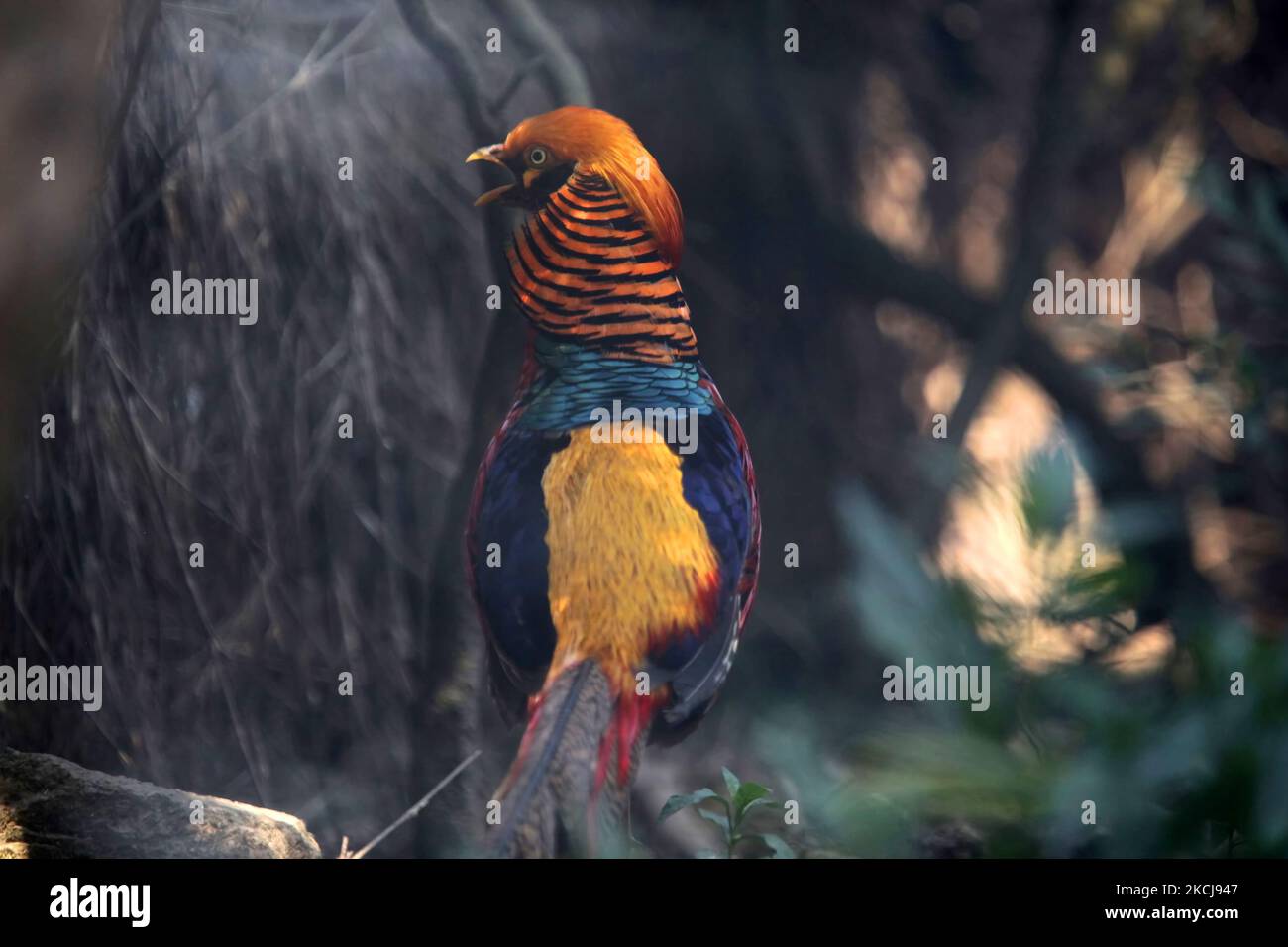 Male Golden Pheasant also known as the Chinese Pheasant (Chrysolophus ...