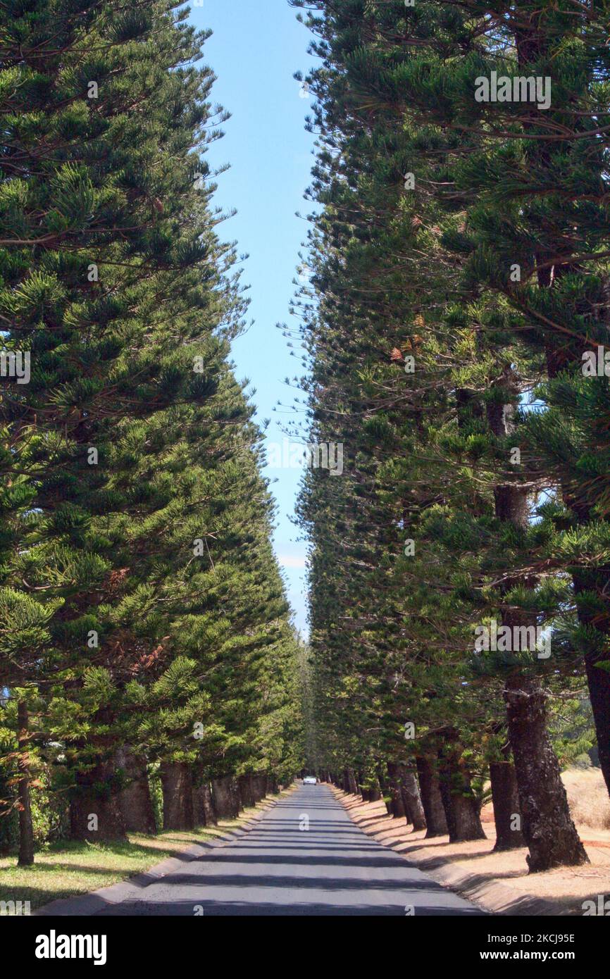 Polynesian pine hi-res stock photography and images - Alamy