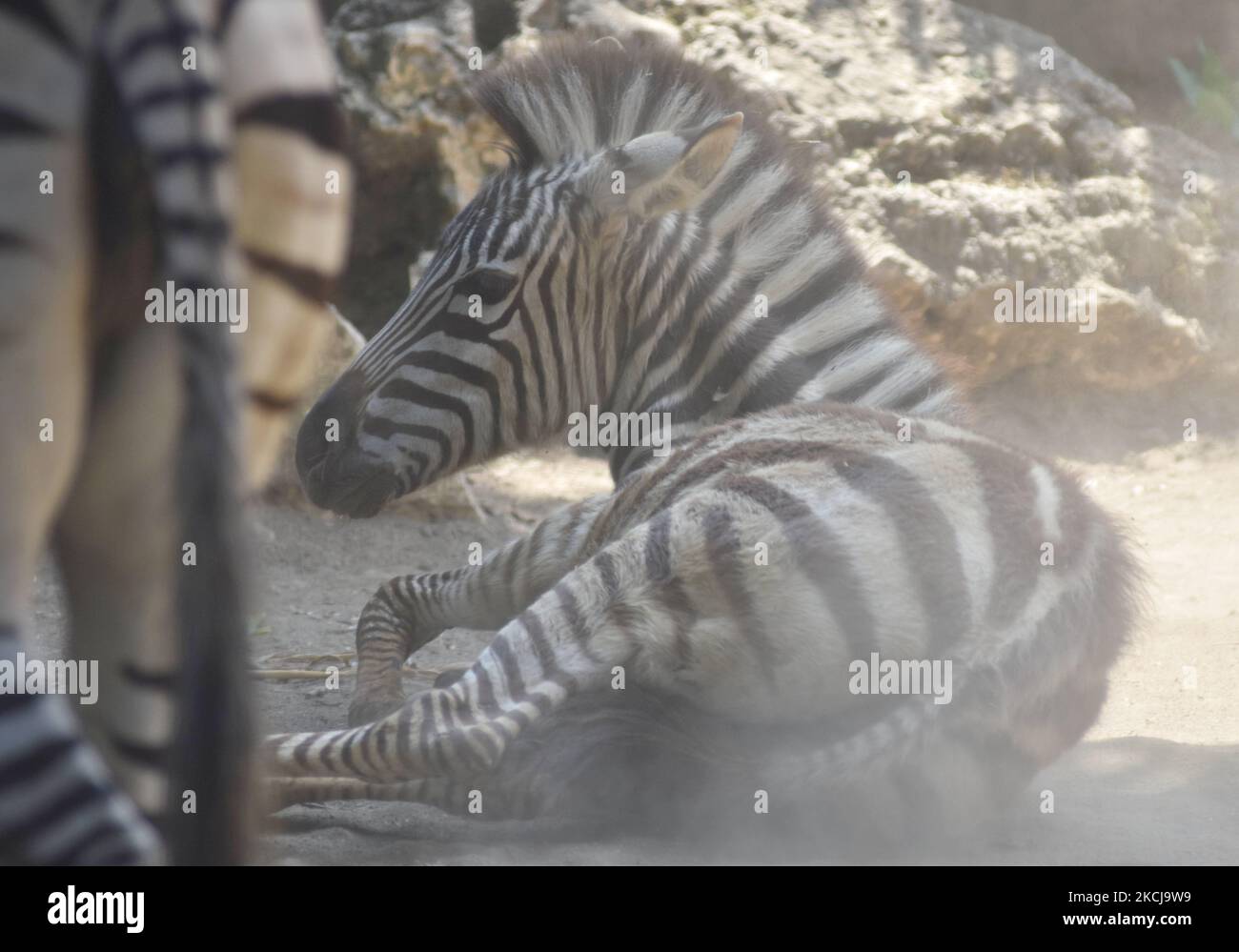 Two-month old Chapman Zebra cub stay close her mother in an isolation ...