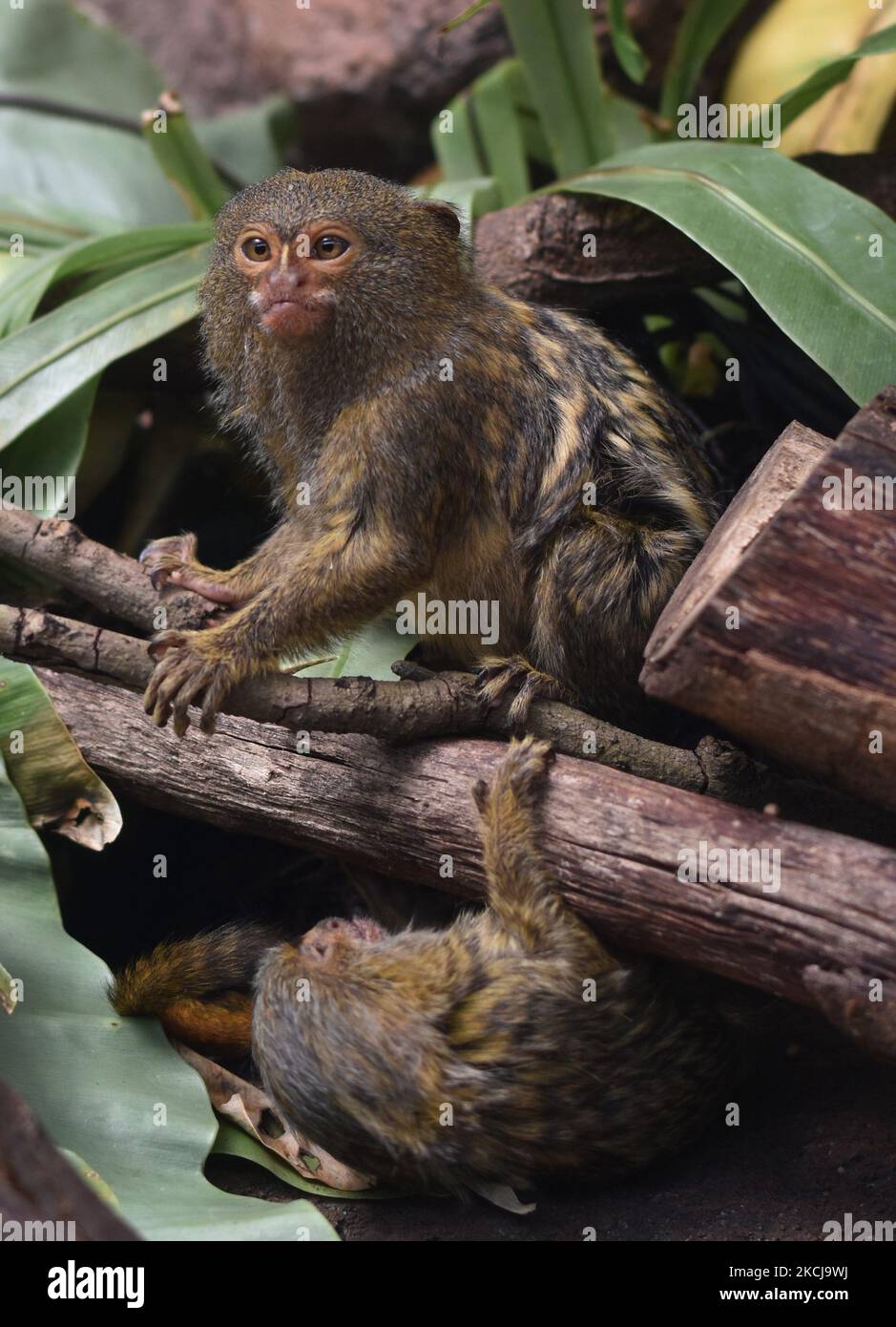 Three-month old Pygmy marmoset monkey (Cebuella pygmaea) cub playing at ...