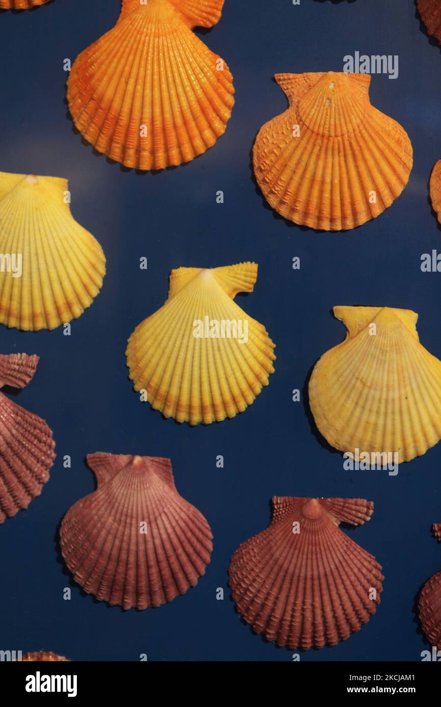 Colourful sea-shell on display in the Bailey-Mathews Shell Museum on ...